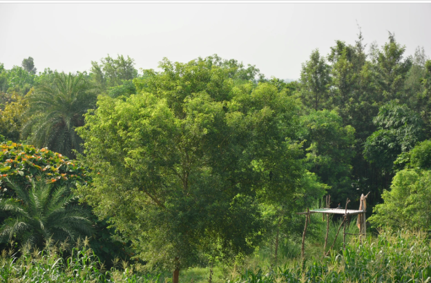 What is a Food Forest? • Earthed