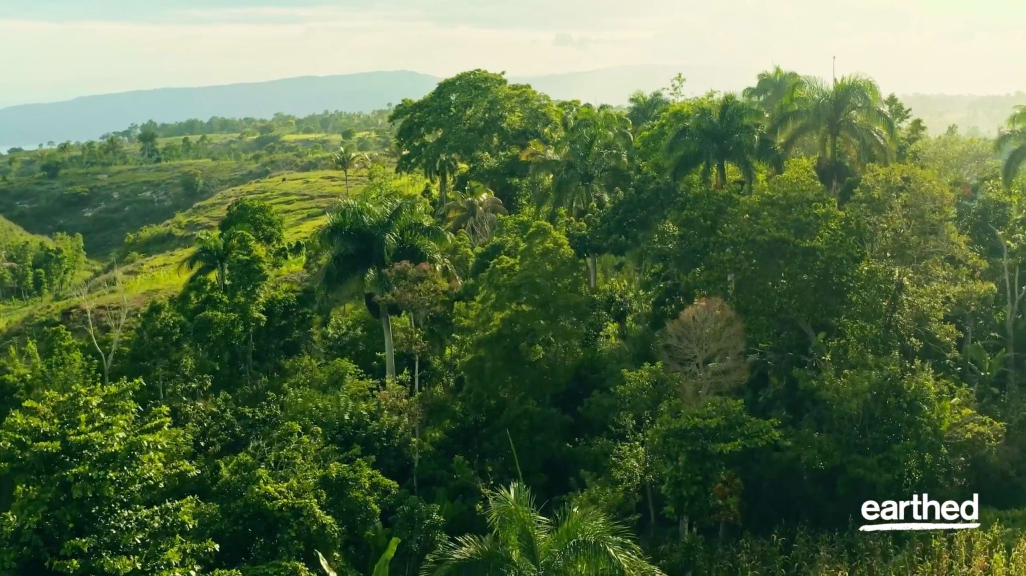 Everything you need to know about Ecosystem Restoration • Earthed