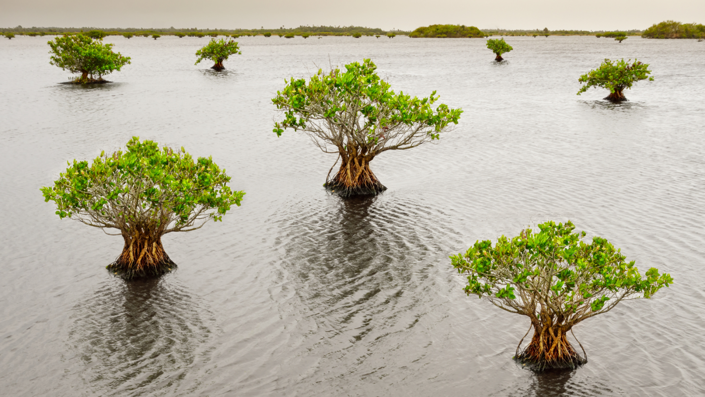 Earthed in partnership with the UN Decade on Ecosystem Restoration ...