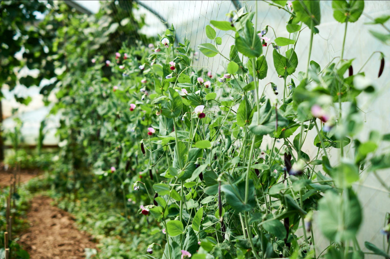 Seeds Breed Cooperation: The Power of Seed Sovereignty • Earthed