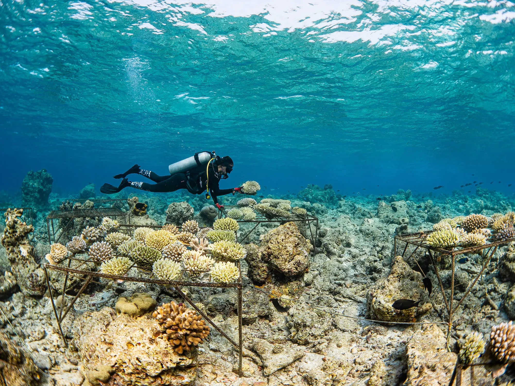 Dive Into Marine Restoration: How You Can Make a Difference! • Earthed